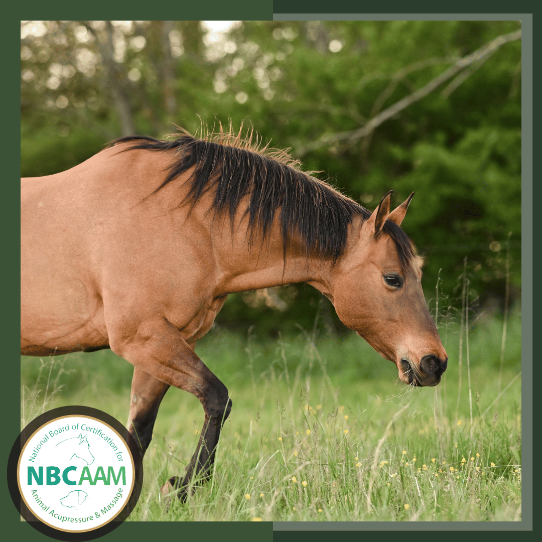 Advanced Equine Case Studies: In-Depth Diagnosis and Treatment Strateg