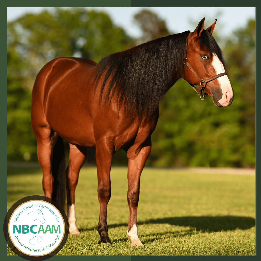 Mastering Equine Conformation: Understanding Structure, Balance, and P