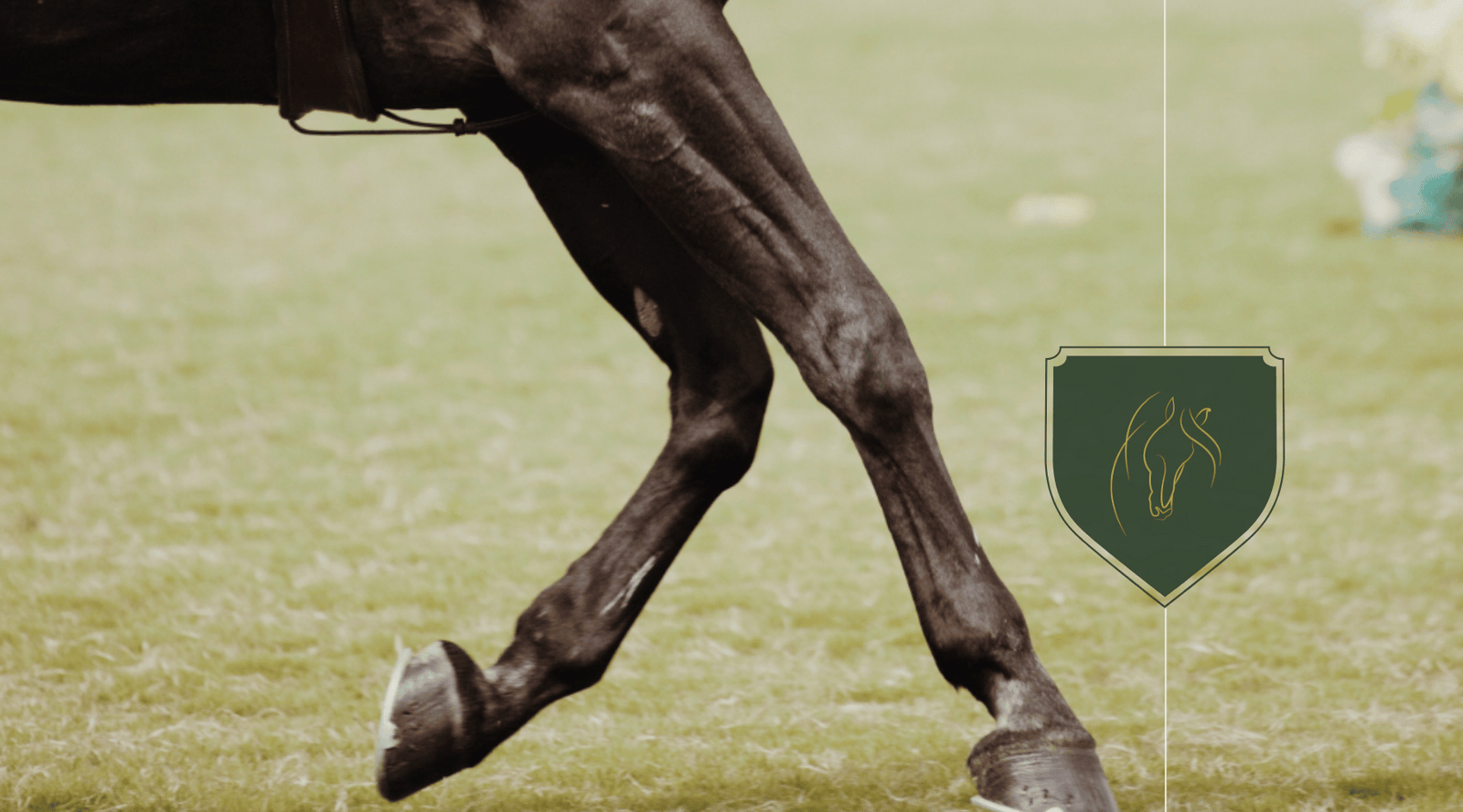 What Is a Chestnut on a Horse? Significance & Care Explained