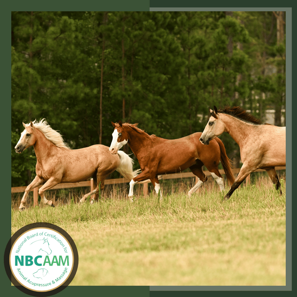 The Equine Institute: Expert Online Horse Care & Continuing Ed Courses