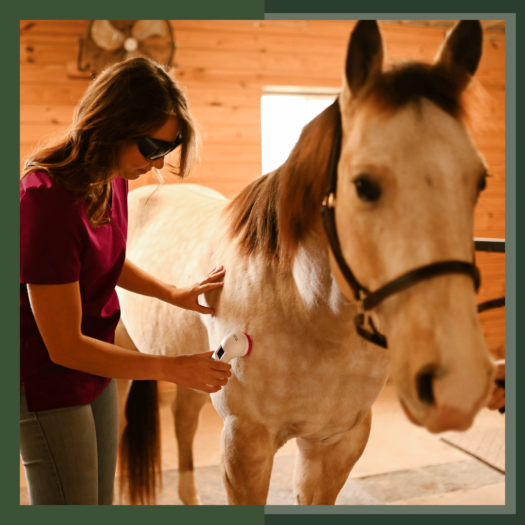 Mastering Equine Laser and Light Therapy: Advanced Principles and ...