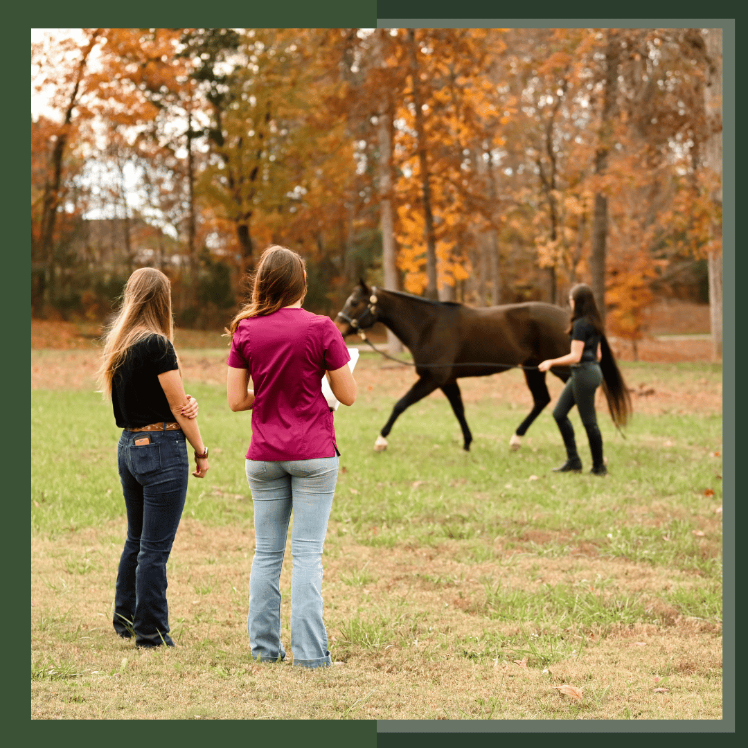 Advanced Equine Vet Tech Course Bundle - Specialized Skills and Techniques