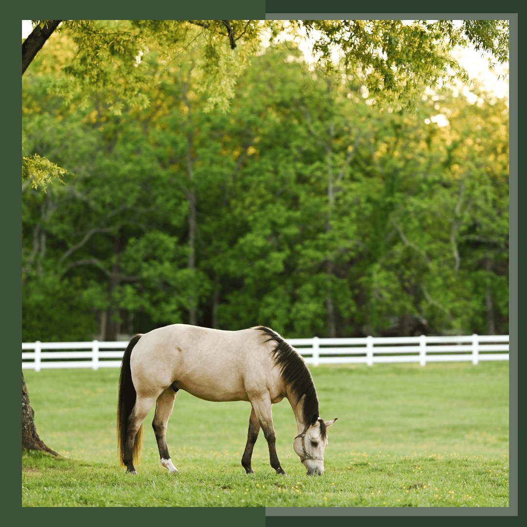 Equine Facility Management & Horse Care Staff Training Courses ...